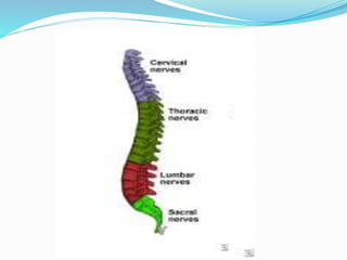 Centeral nervous system | PPTX