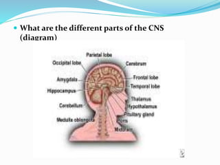 Centeral nervous system | PPTX