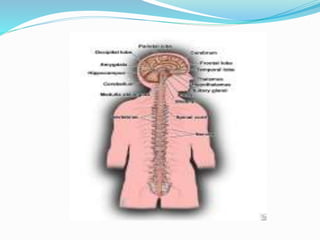Centeral nervous system | PPTX