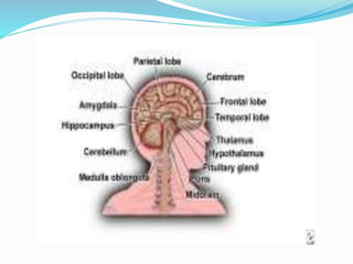 Centeral nervous system | PPTX
