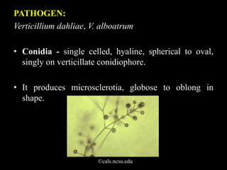 Verticillium wilt of cotton | PPTX