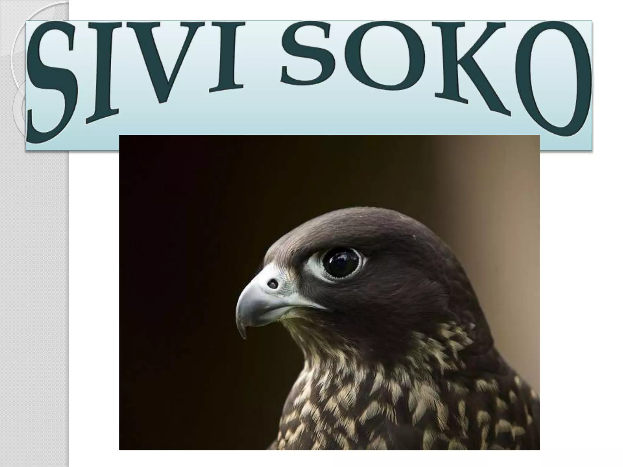 Sivi soko, Rastko Vitas | PPTX
