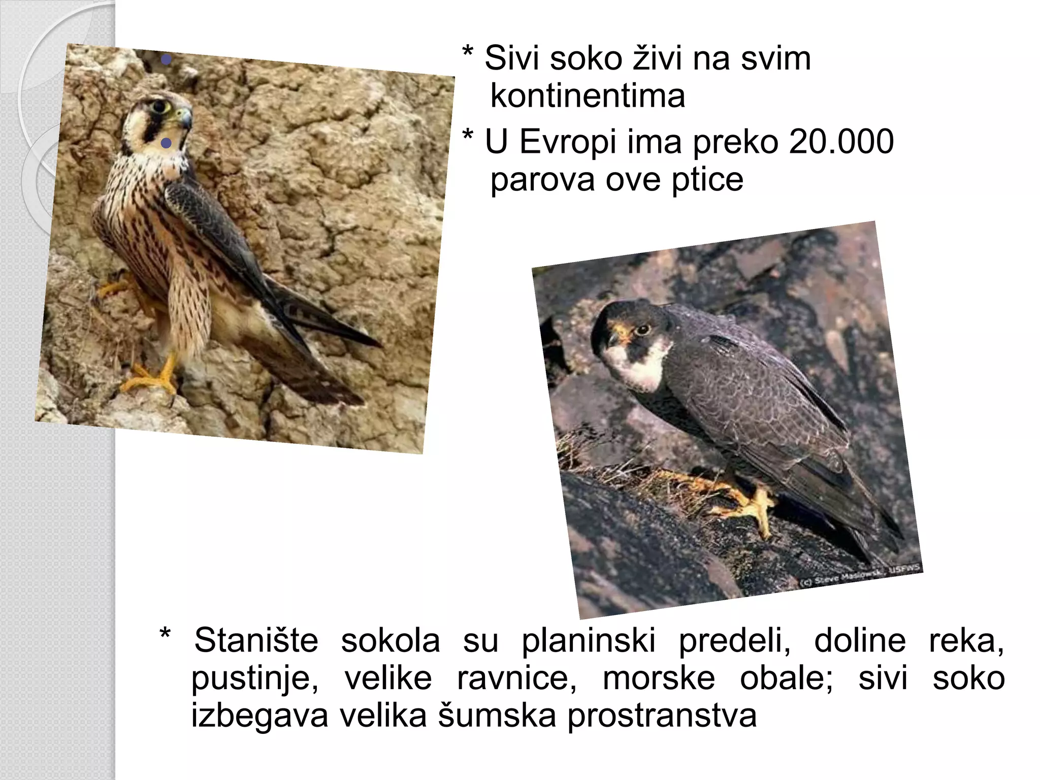 Sivi soko, Rastko Vitas | PPTX