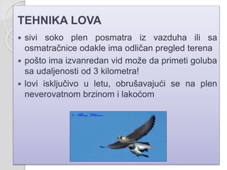 Sivi soko, Rastko Vitas | PPTX