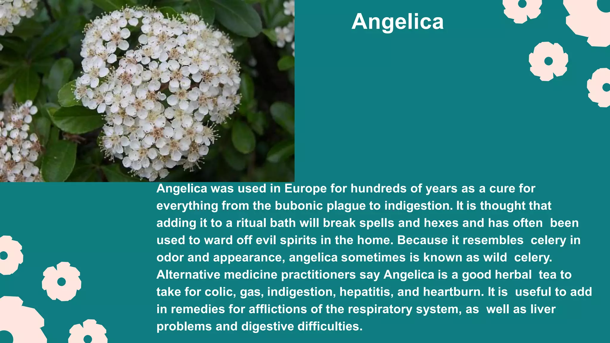 Six amazing facts about flowers | PPTX | Herbs and Supplements ...