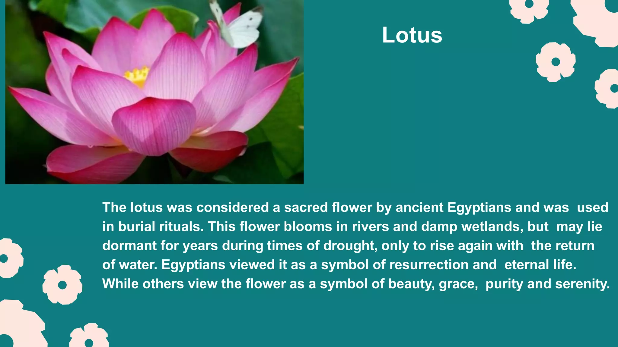 Six amazing facts about flowers | PPTX | Herbs and Supplements ...