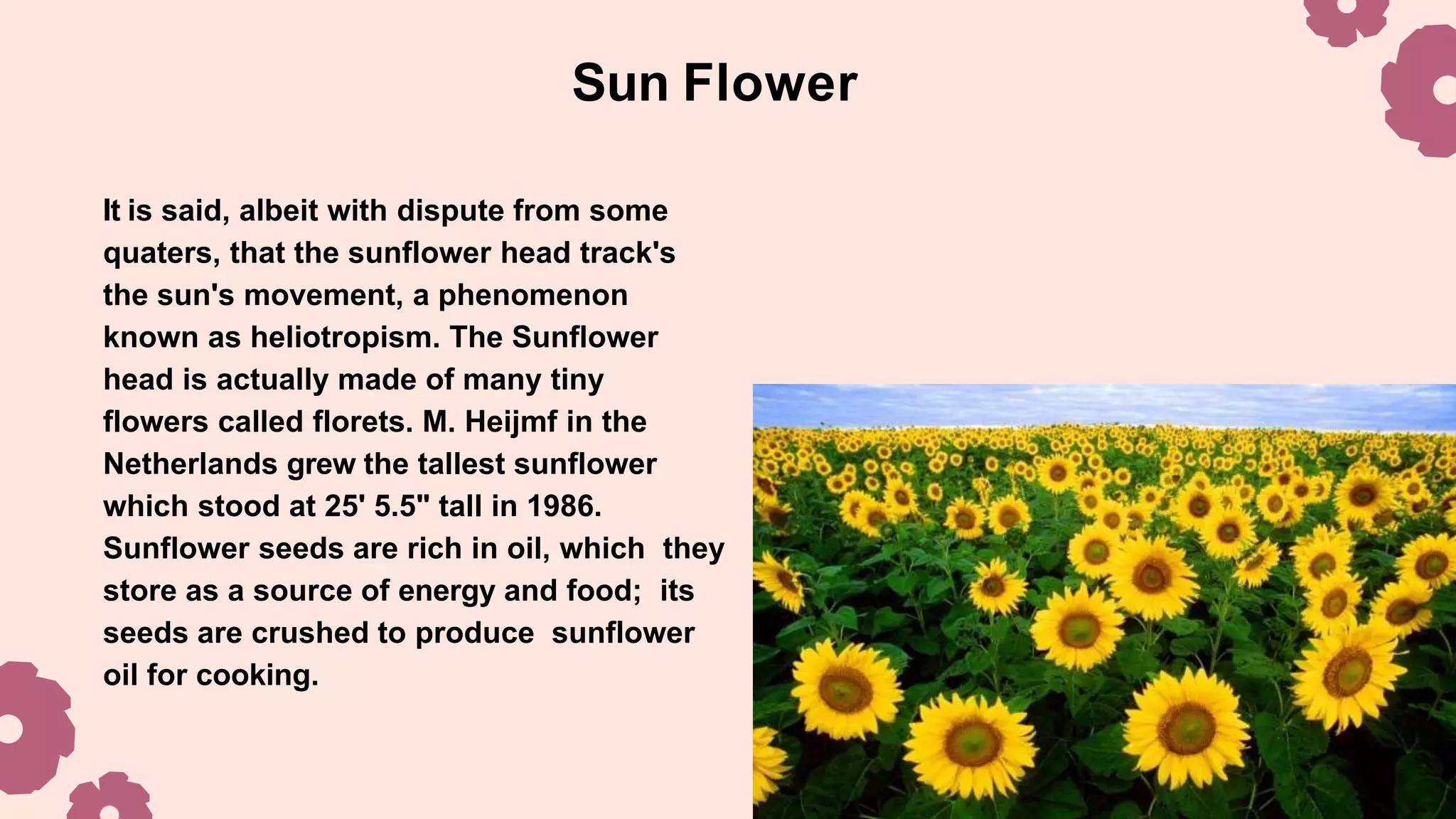 Six amazing facts about flowers | PPTX | Herbs and Supplements ...