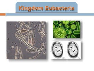 Six kingdom schemes of living organisms | PPTX
