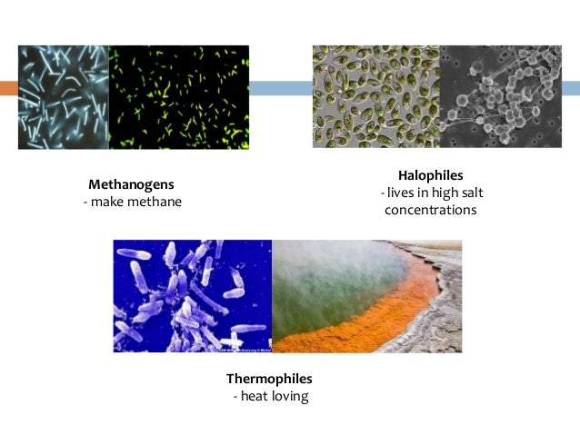Six kingdom schemes of living organisms