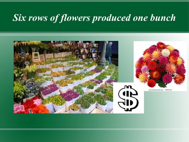 Six rows of flowers | ODP