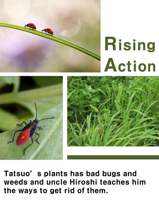 Six rows of flowers | PDF