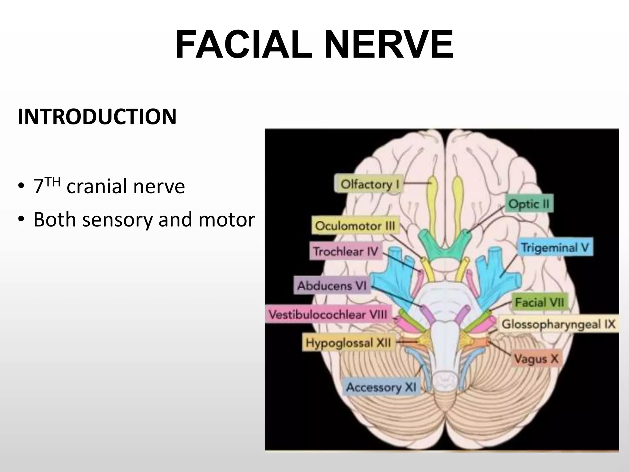 Sixth and seventh cranial nerves: anatomy and disorders | PPTX