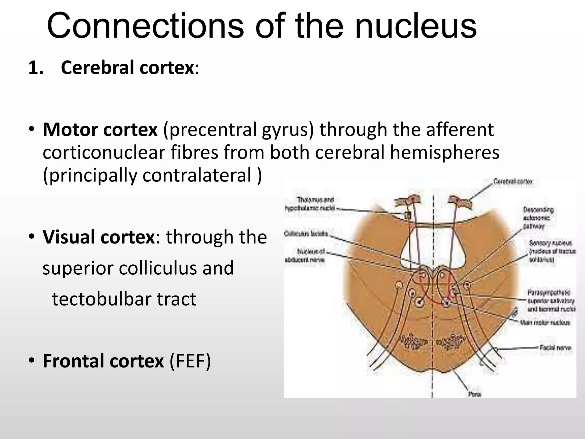 Sixth and seventh cranial nerves: anatomy and disorders | PPTX