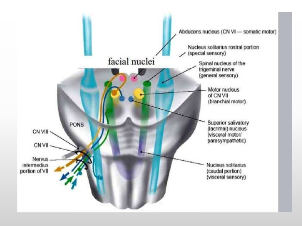 Sixth and seventh cranial nerves: anatomy and disorders
