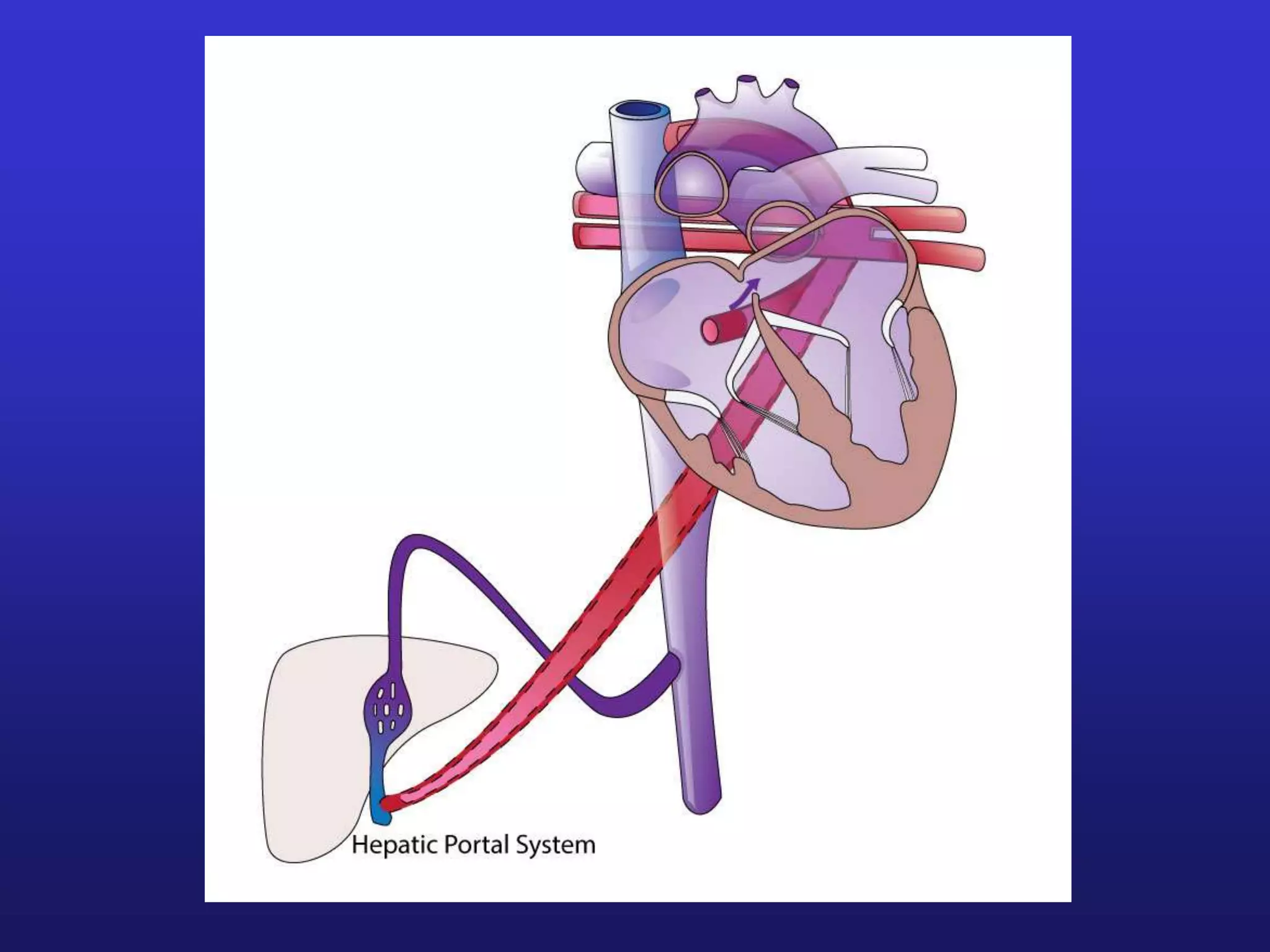 Siyanotik kongenital kalp hastaliklari genel tanimlar dr. yusuf kenan ...