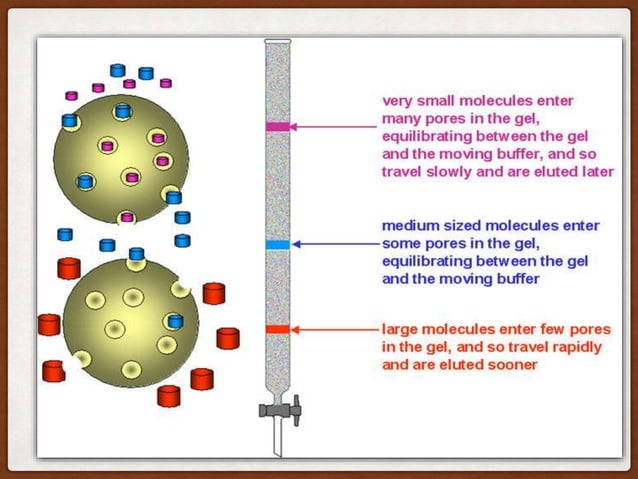 Size exclusion chromatography