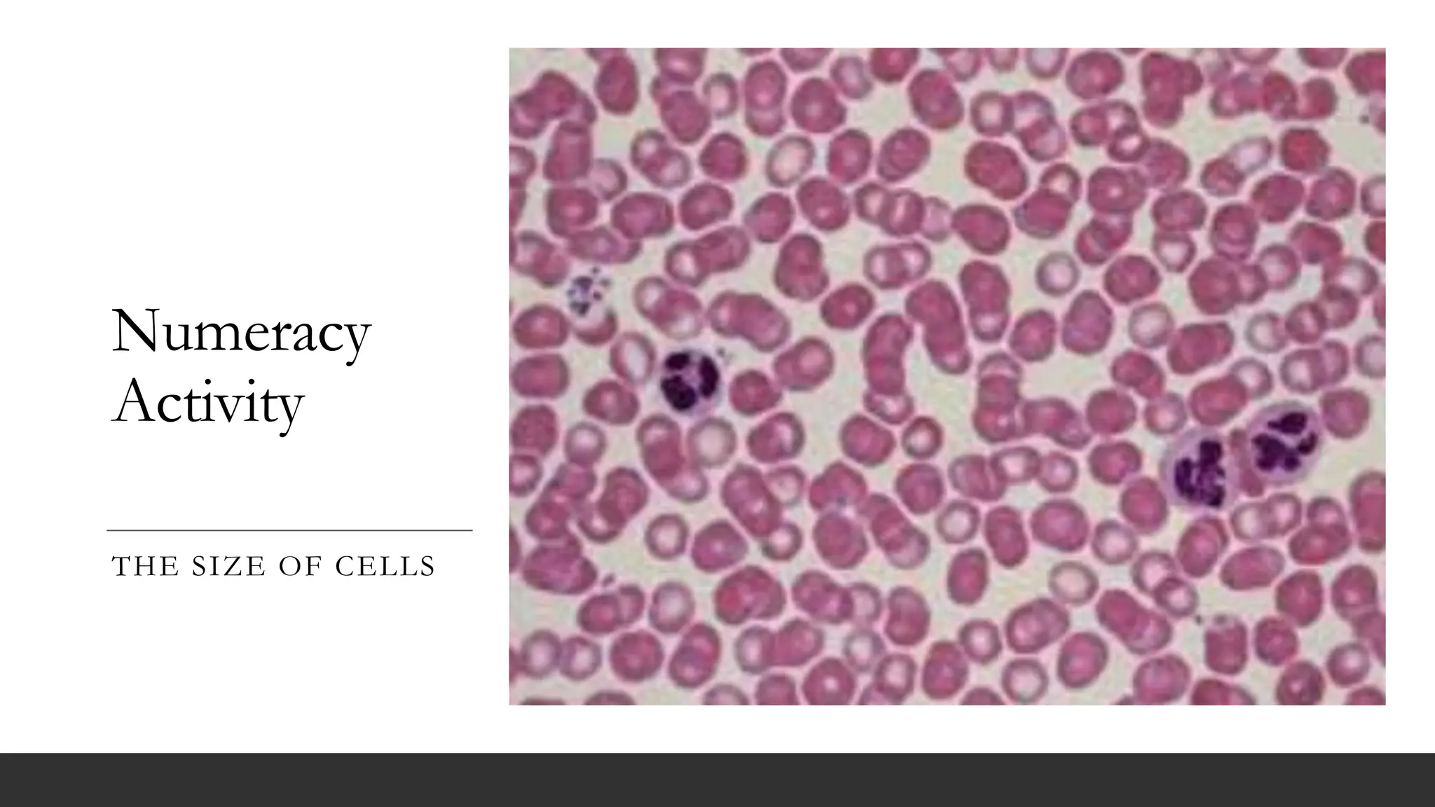 Size of cells - Scale activity comparing cell sizes | PPT