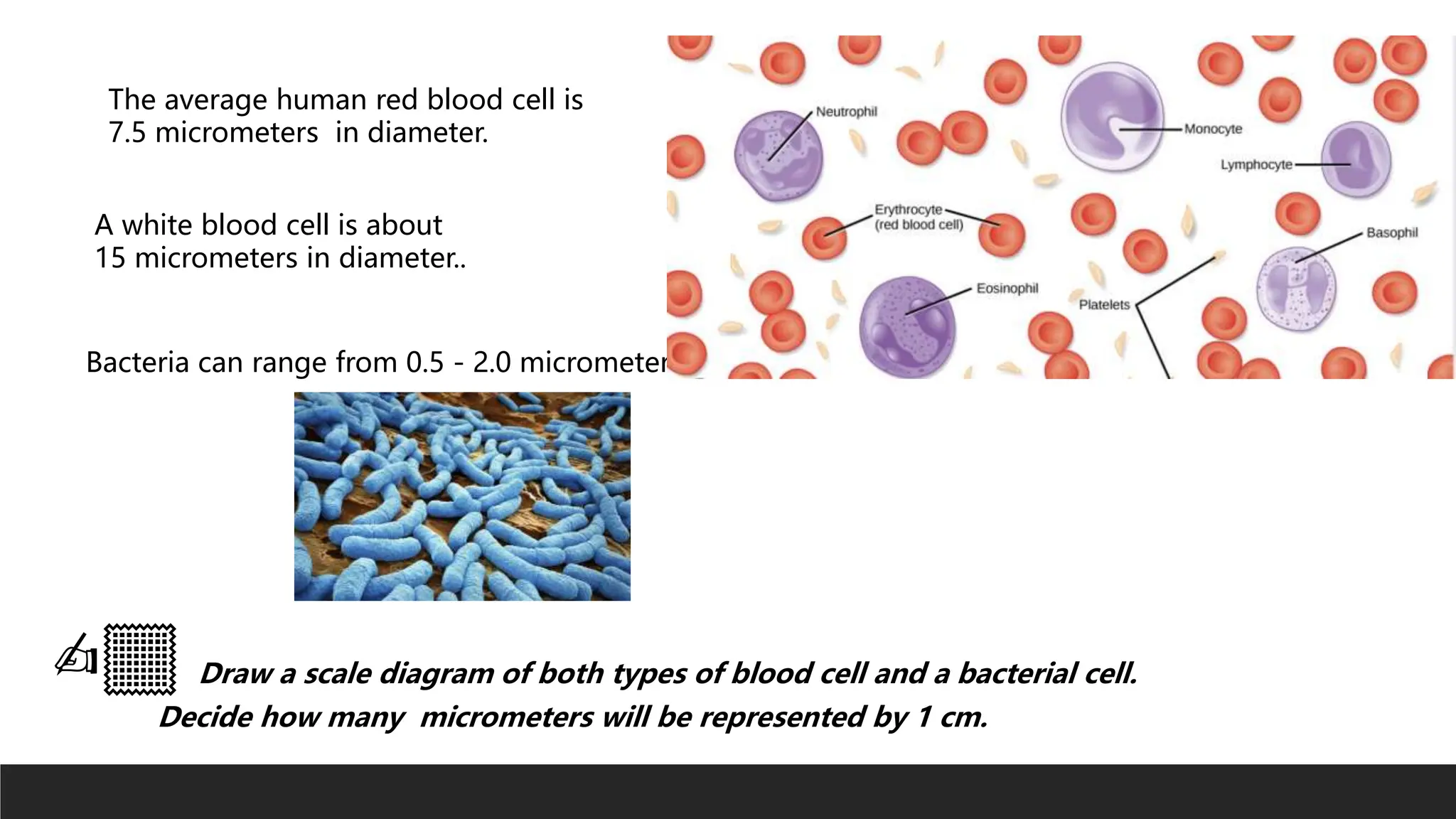 Size of cells - Scale activity comparing cell sizes | PPT