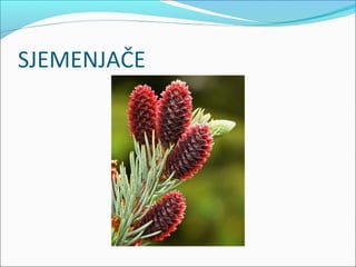 Sjemenjače | PPT