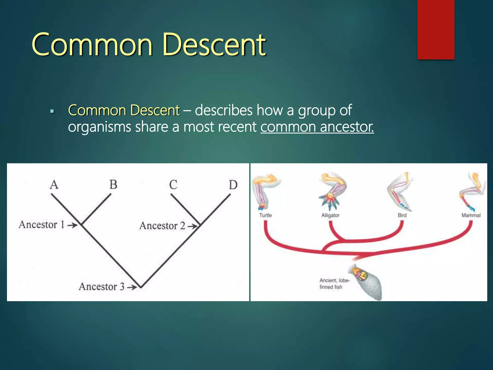 Evolution and natural_selection | PPTX