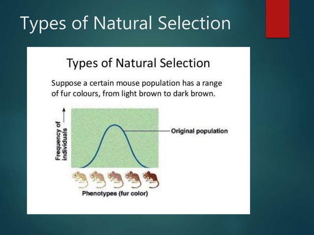 Evolution and natural_selection | PPTX | Genetics | Science