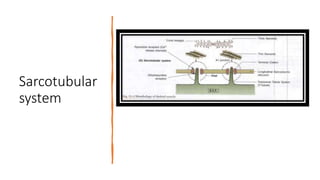 Skeletal muscle fibers.pptx
