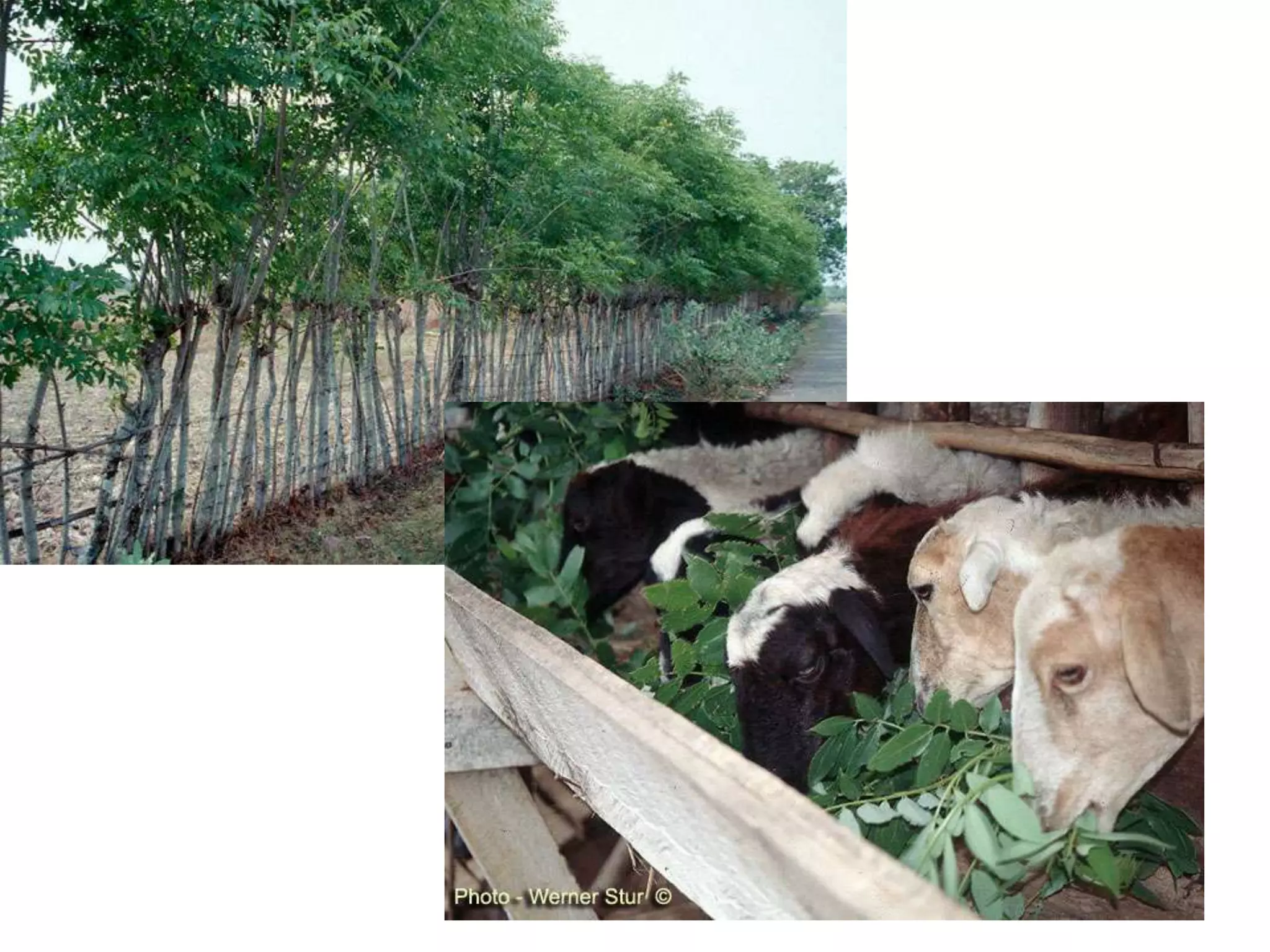 Skabies/Kurap Kambing, Pengobatan | PPSX