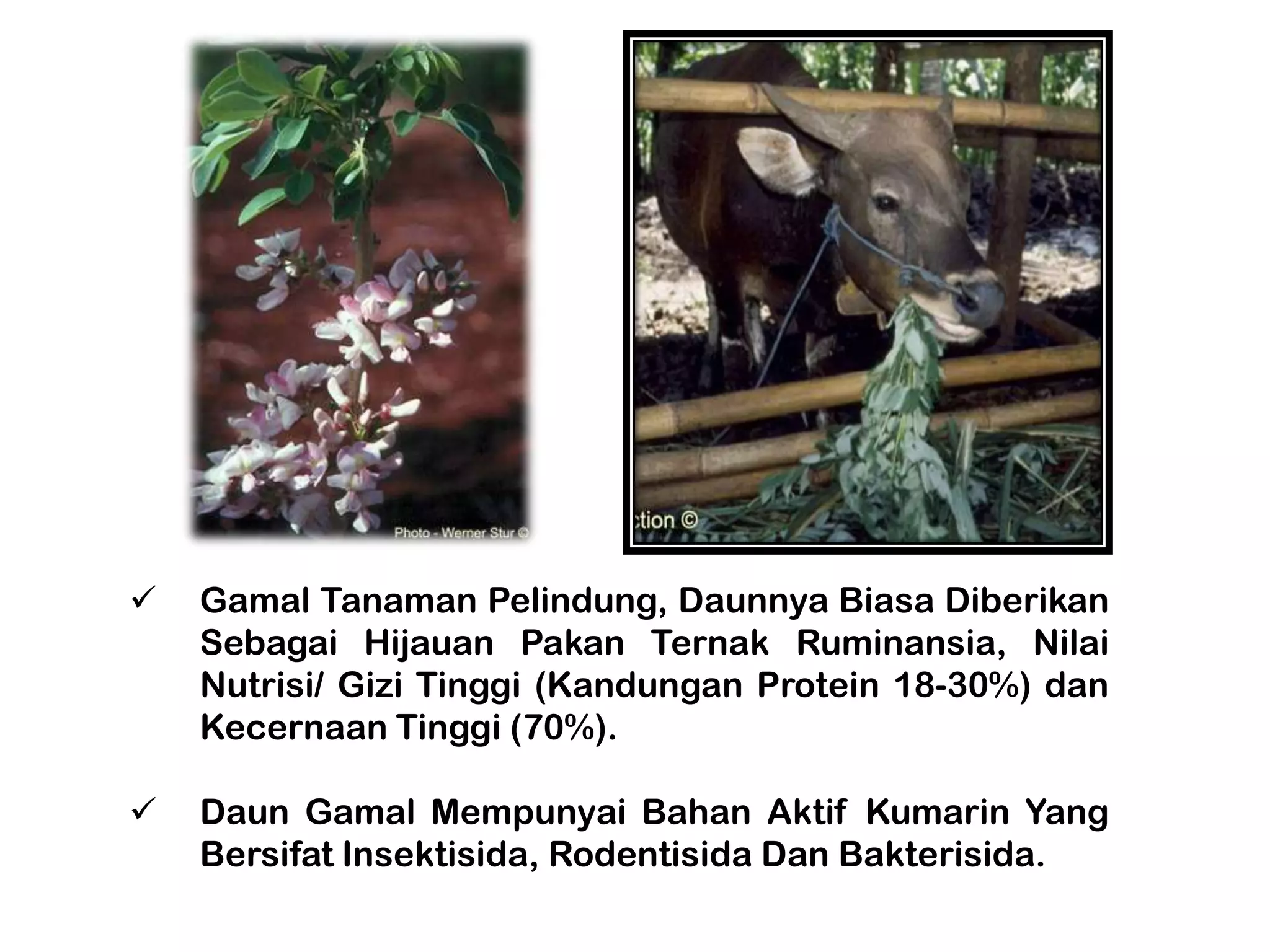 Skabies/Kurap Kambing, Pengobatan | PPSX