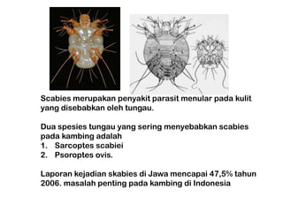 Skabies/Kurap Kambing, Pengobatan | PPSX