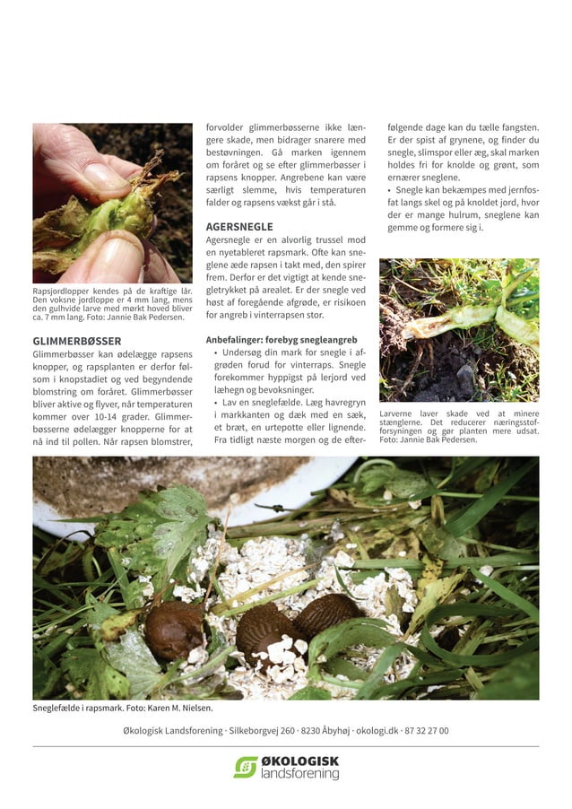 Skadedyr i raps | PDF