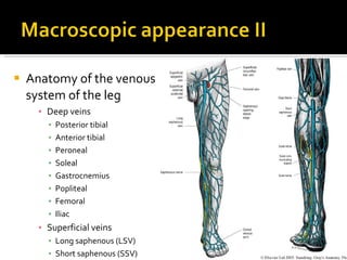 Great Saphenous Vein Netter