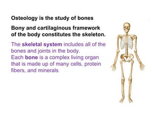skeletal system notes for medical students | PPT