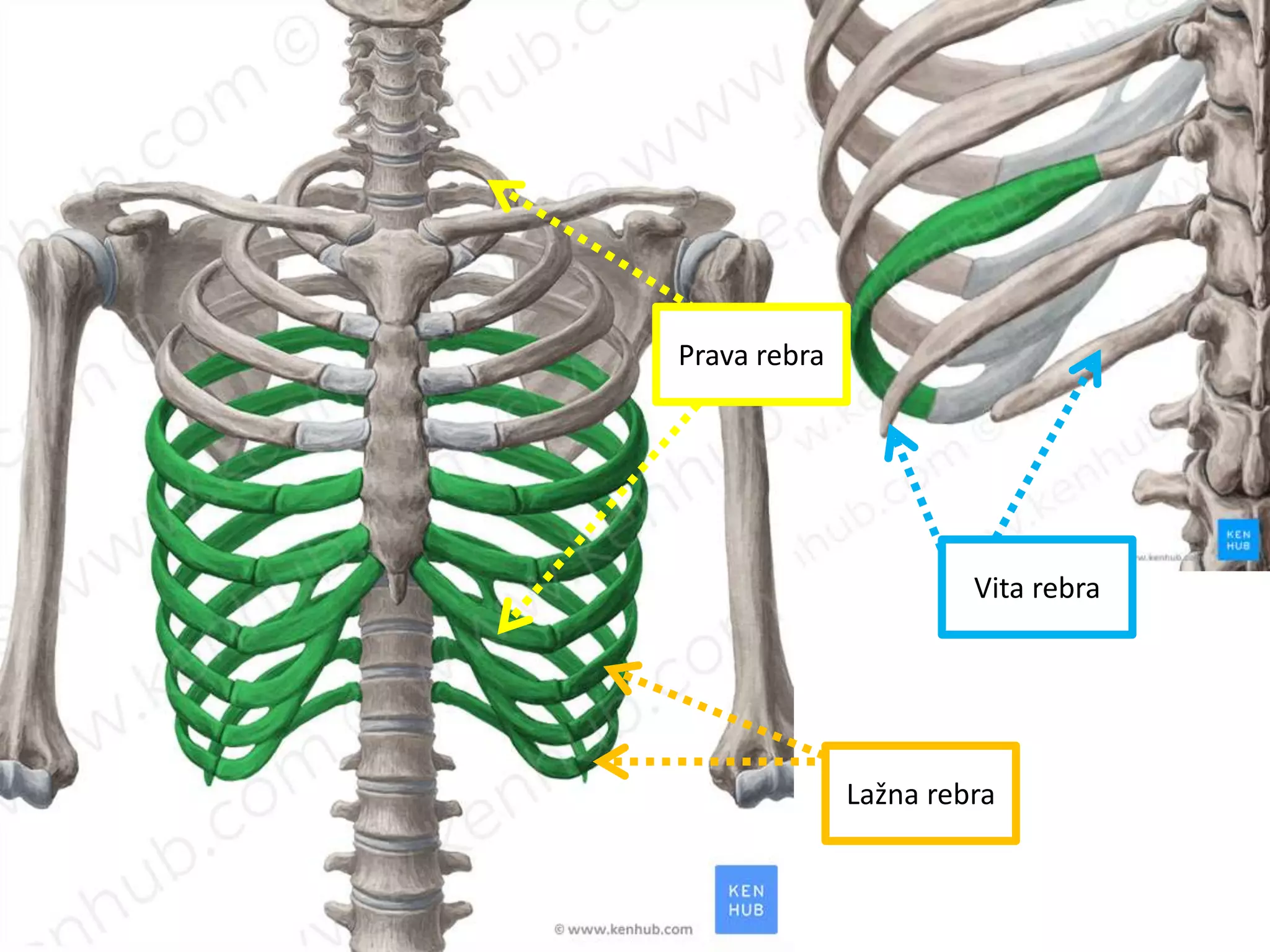 Skeletni sistem čoveka | PPTX