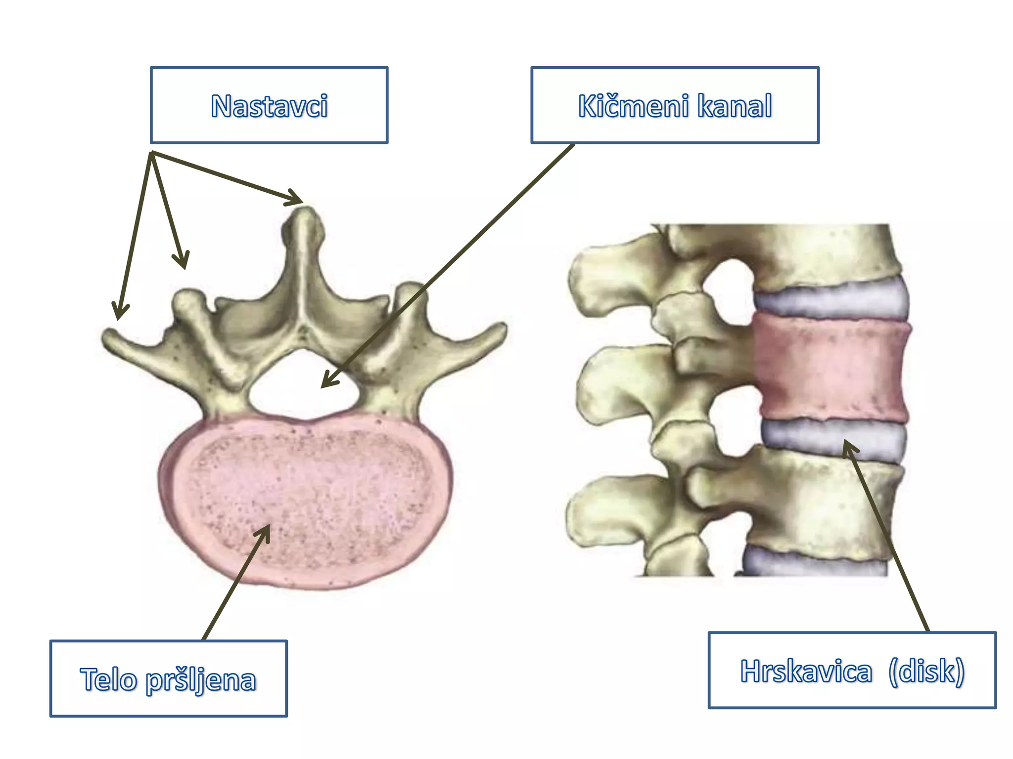 Skeletni sistem čoveka | PPTX