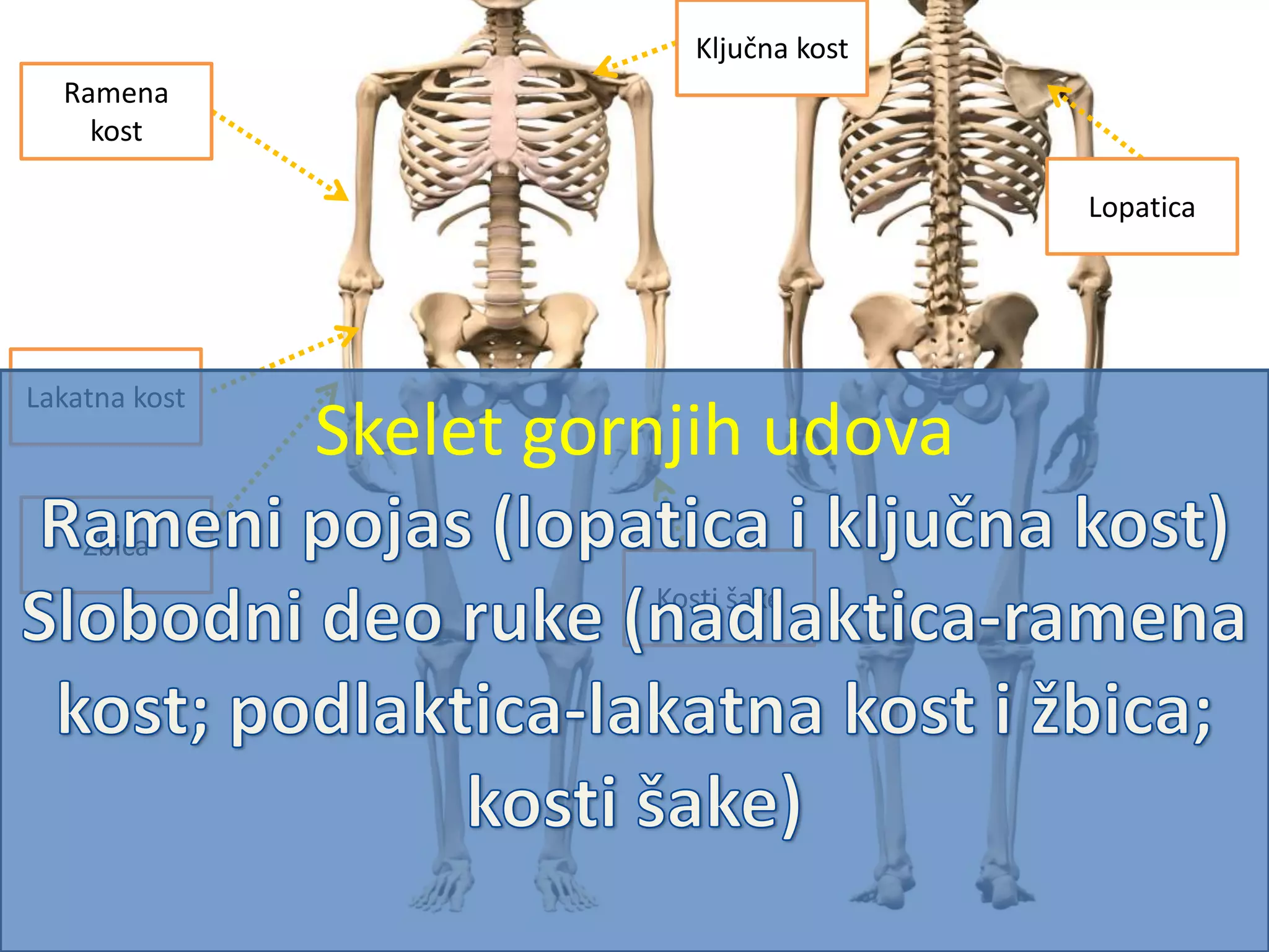 Skeletni sistem čoveka | PPTX