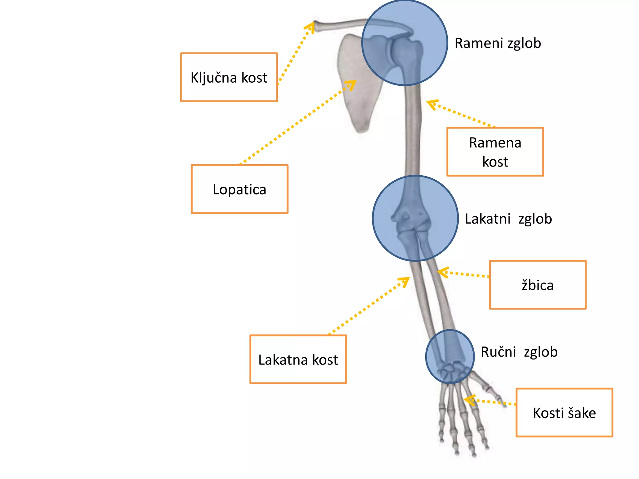 Skeletni sistem čoveka | PPTX