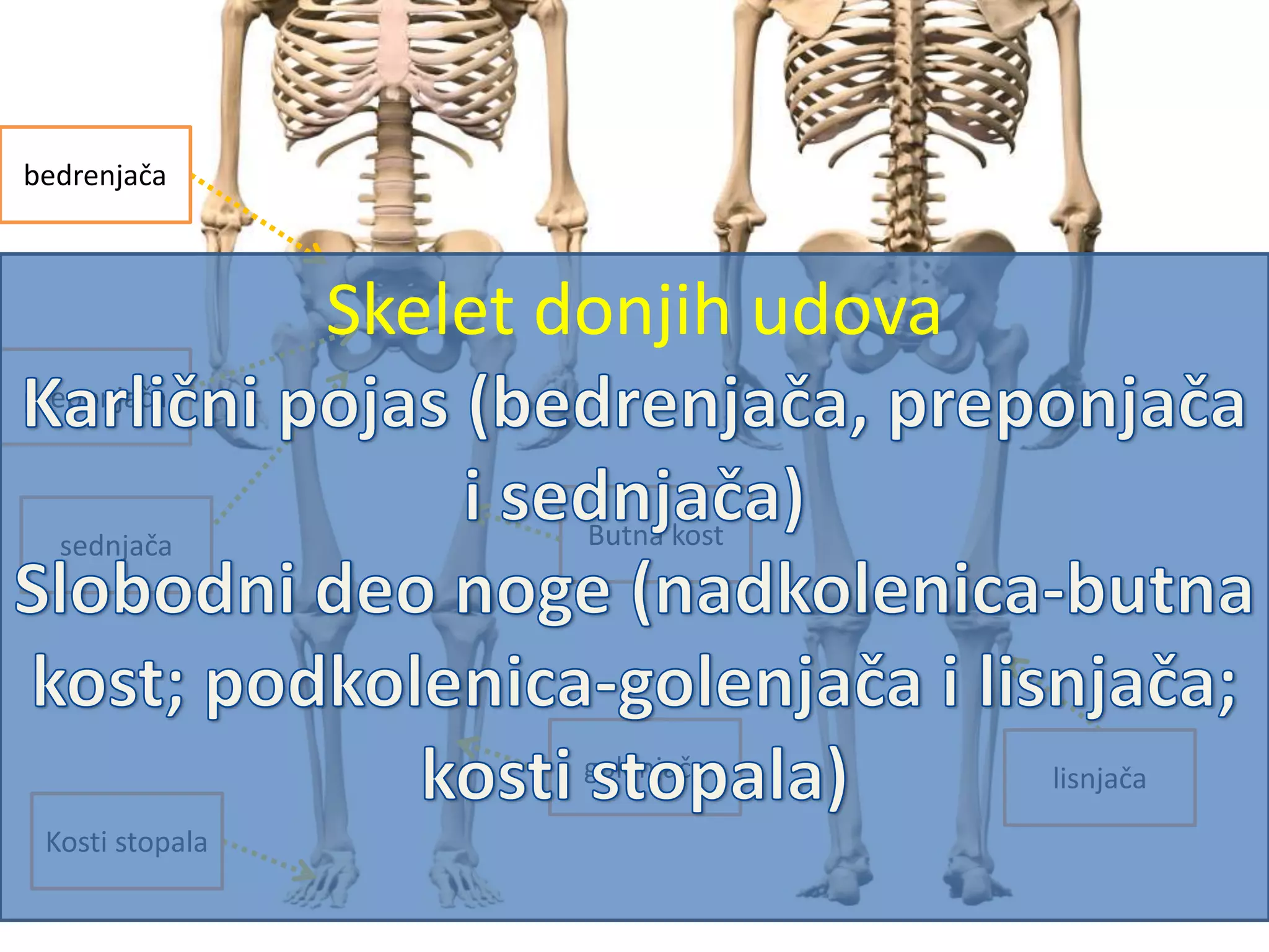 Skeletni sistem čoveka | PPTX