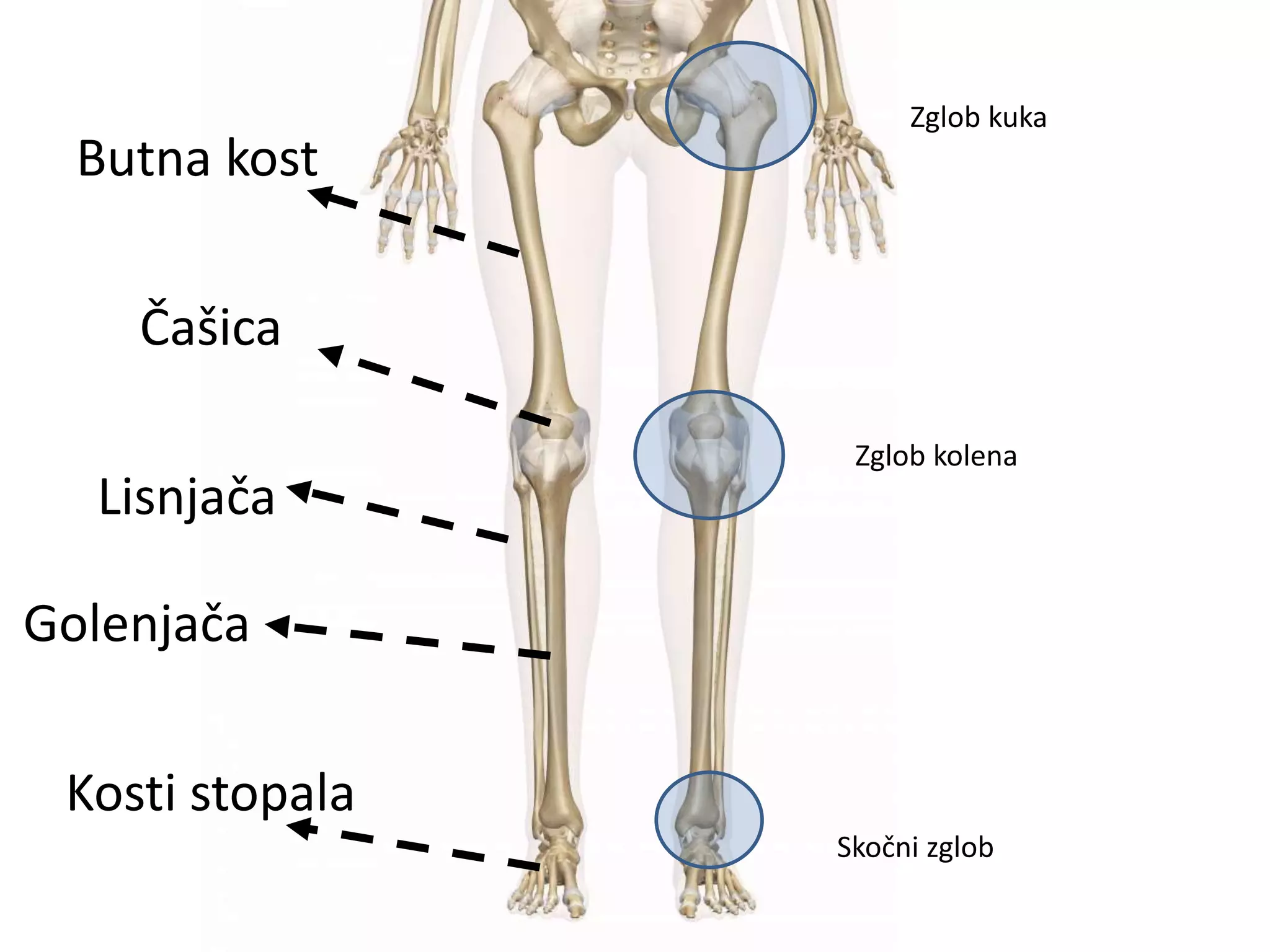 Skeletni sistem čoveka | PPTX