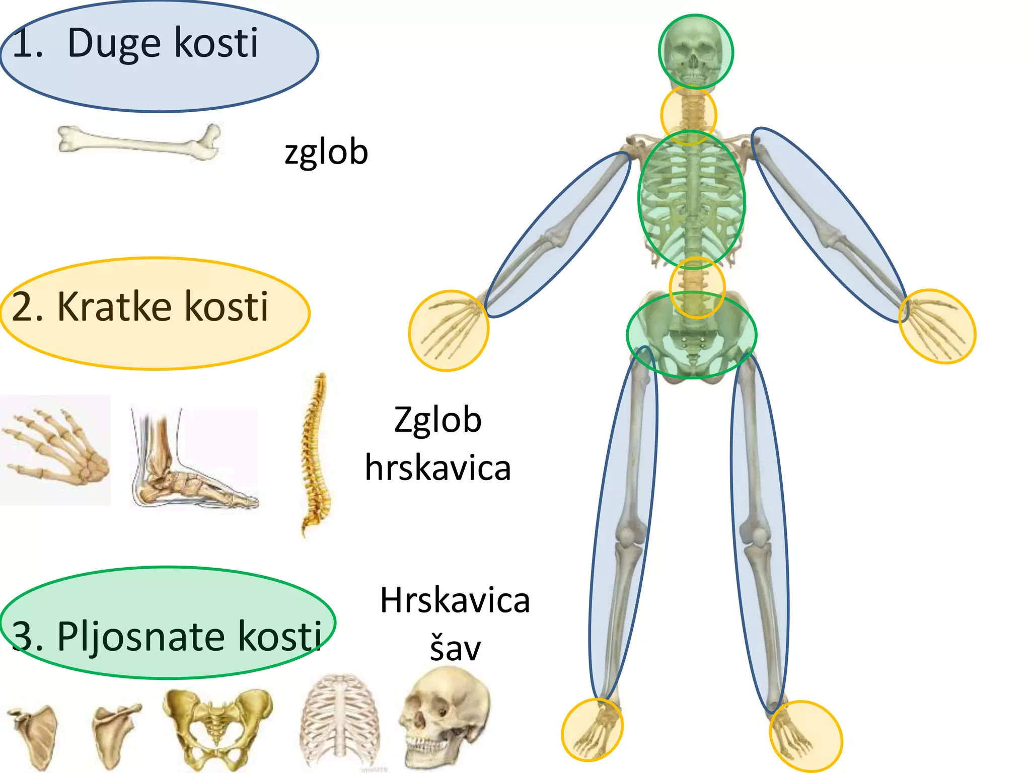 Skeletni sistem čoveka | PPTX