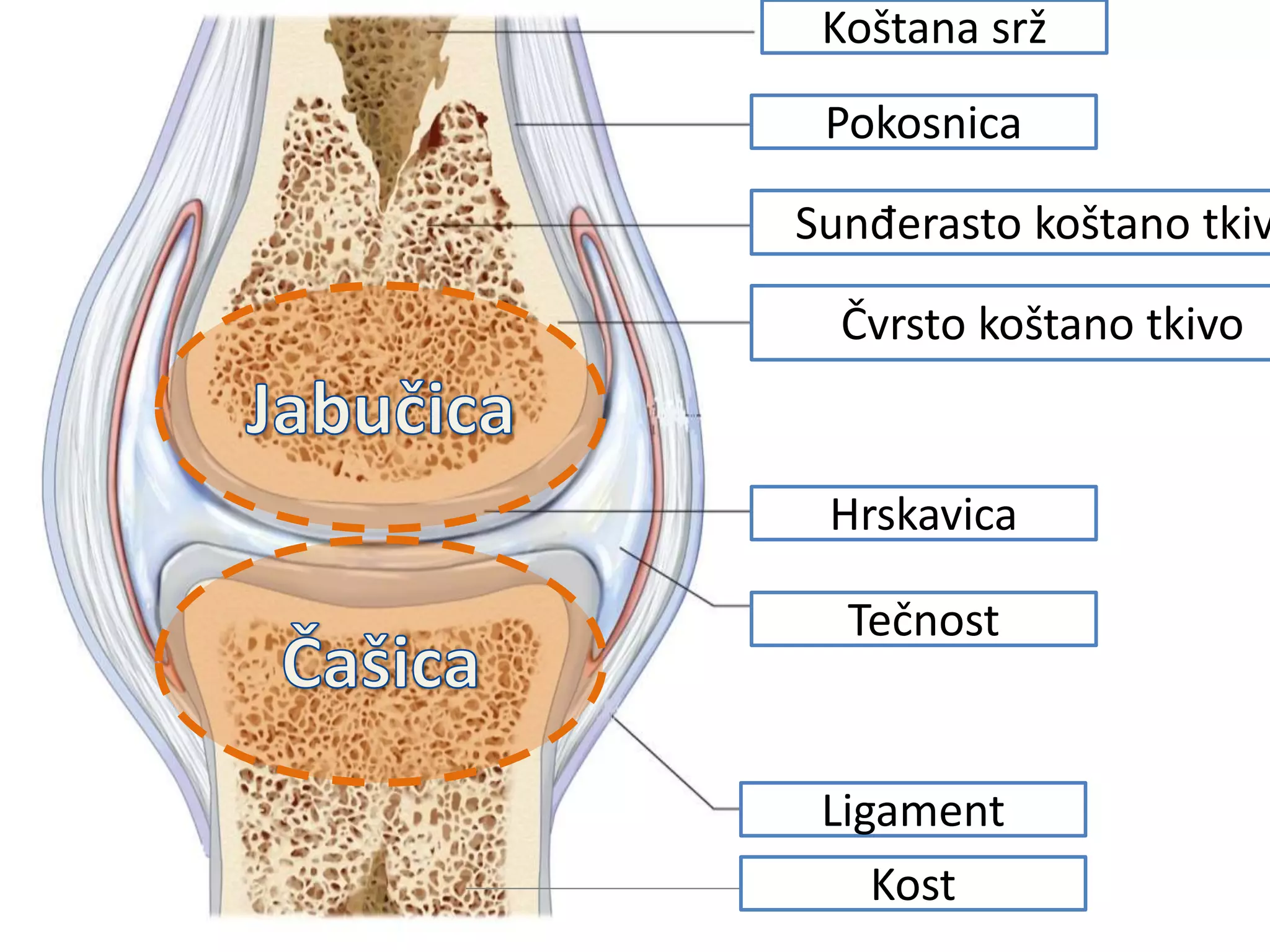 Skeletni sistem čoveka | PPTX