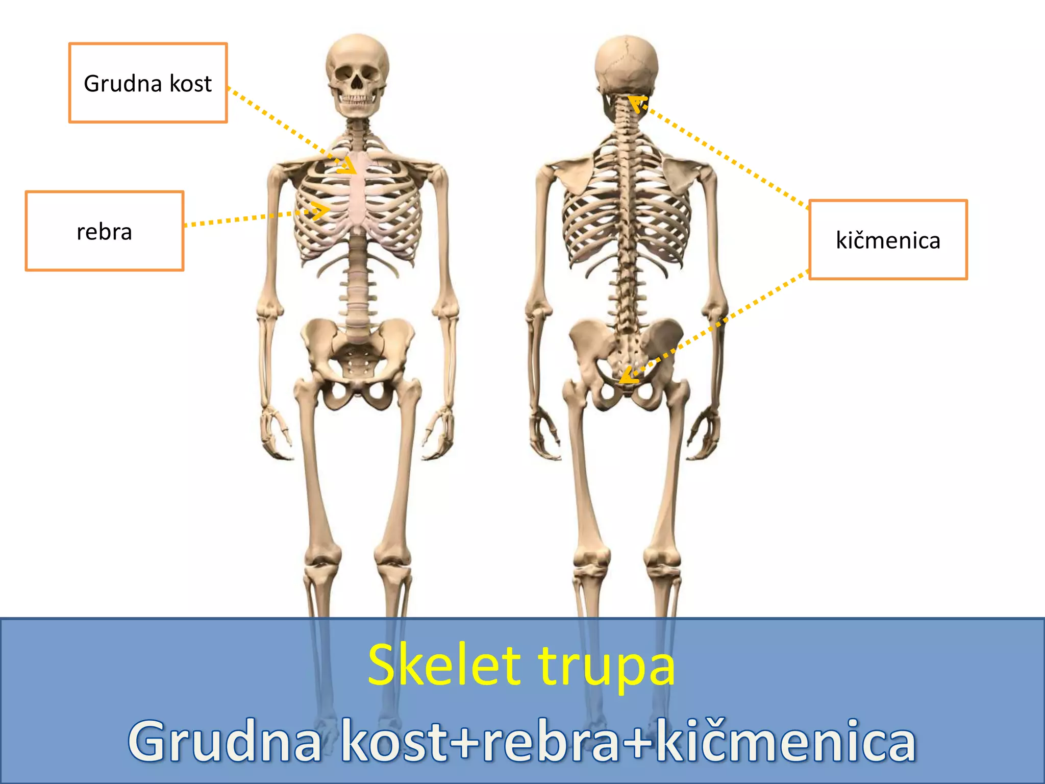 Skeletni sistem čoveka | PPTX