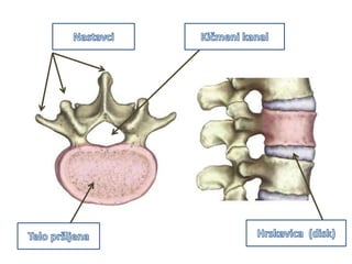 Skeletni sistem čoveka | PPTX