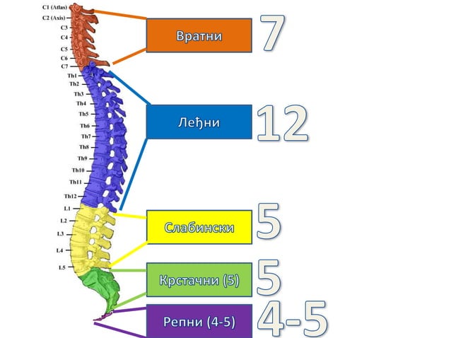 Skeletni sistem čoveka | PPTX