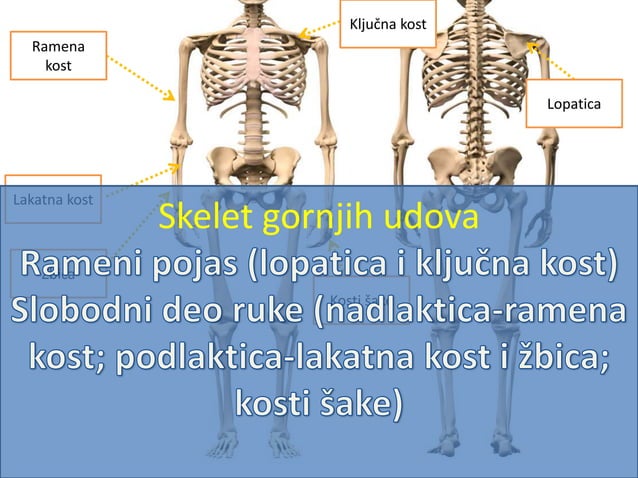Skeletni sistem čoveka | PPTX