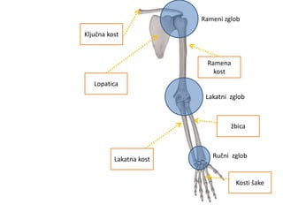 Skeletni sistem čoveka | PPTX