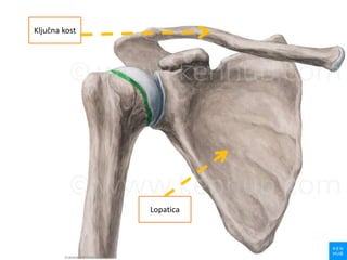 Skeletni sistem čoveka | PPTX
