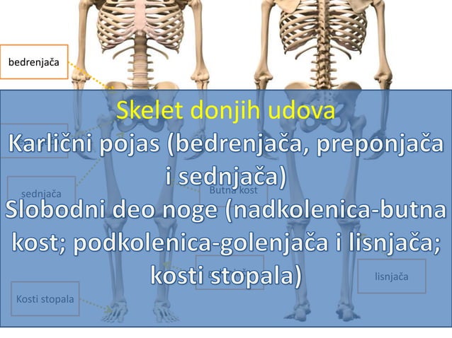 Skeletni sistem čoveka | PPTX
