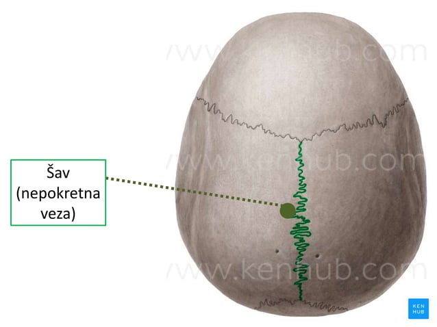 Skeletni sistem čoveka | PPTX
