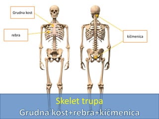 Skeletni sistem čoveka | PPTX