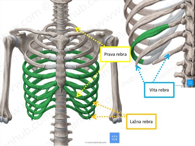 Skeletni sistem čoveka